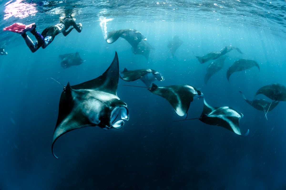 Snorkeling in Maldives